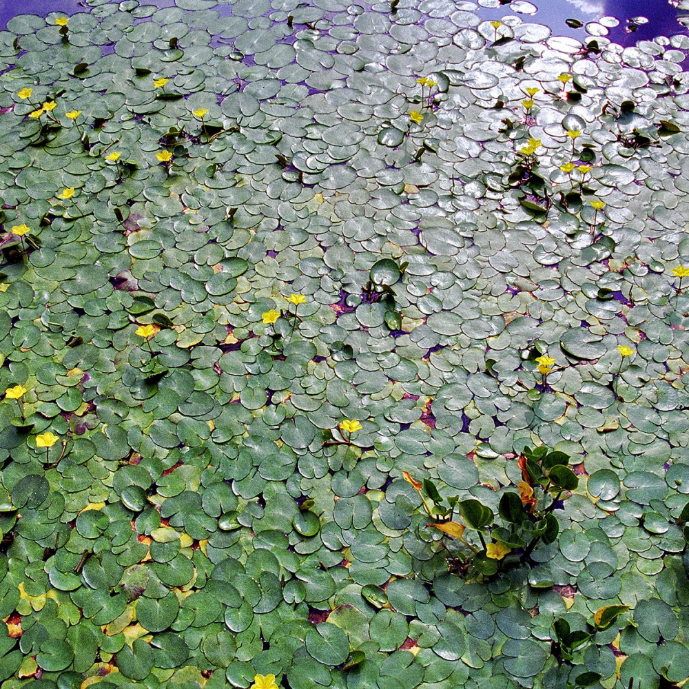Les jardins | Lac de Bambois